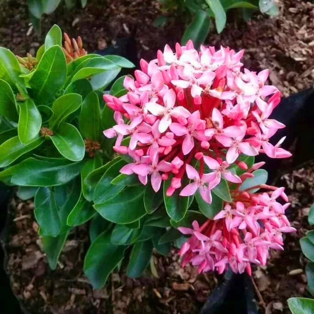Jual hias Bunga Hidup TANAMAN HIAS BUNGA ASOKA / SOKA JAMBON CANTIK ...