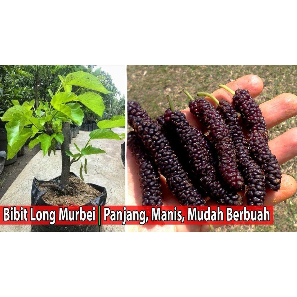 Jual bibit buah long murbei//tanaman buah long murbai | Shopee Indonesia