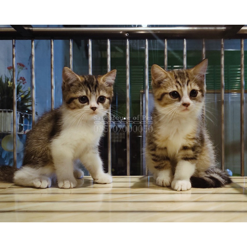 Jual #5 - Kitten / Anak Kucing - Anggora / Persia / Medium / Flatnose ...