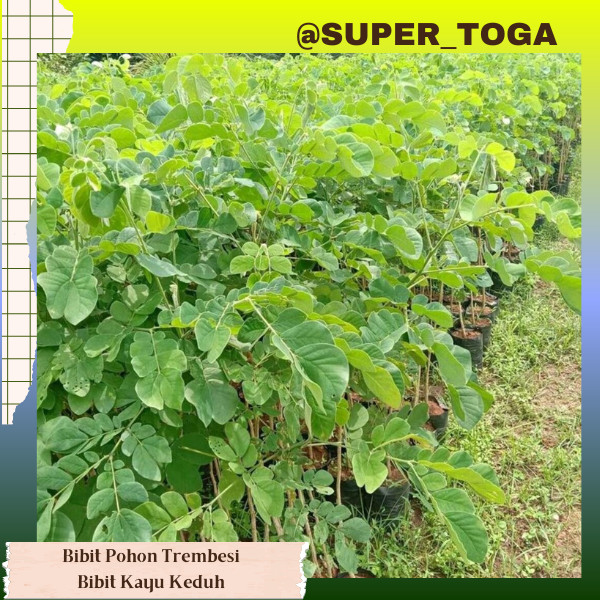 Jual bibit pohon trembesi (Samanea saman) bibit trembesi bibit kayu ...