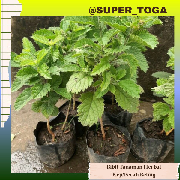 Jual tanaman herbal keji beling bibit keji beling bibit kaji beling ...
