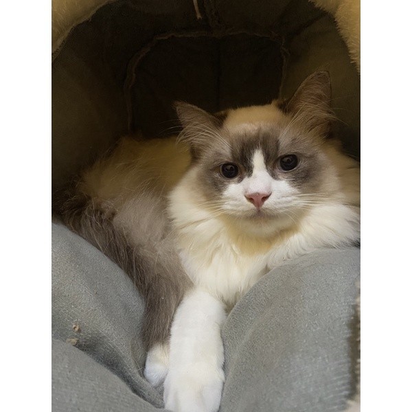 Jual Kucing Ragdoll Bicolor Jantan Persian Ragdoll super | Shopee Indonesia