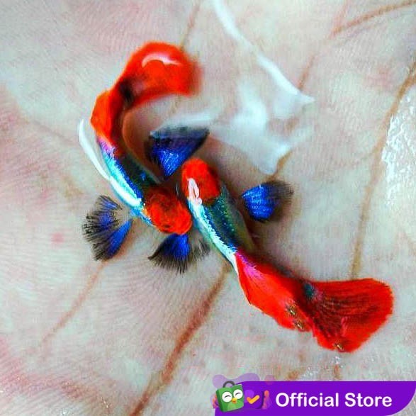 Jual Guppy Platinum Koi Dumbo Ear / Ikan Hias Air Tawar | Shopee Indonesia