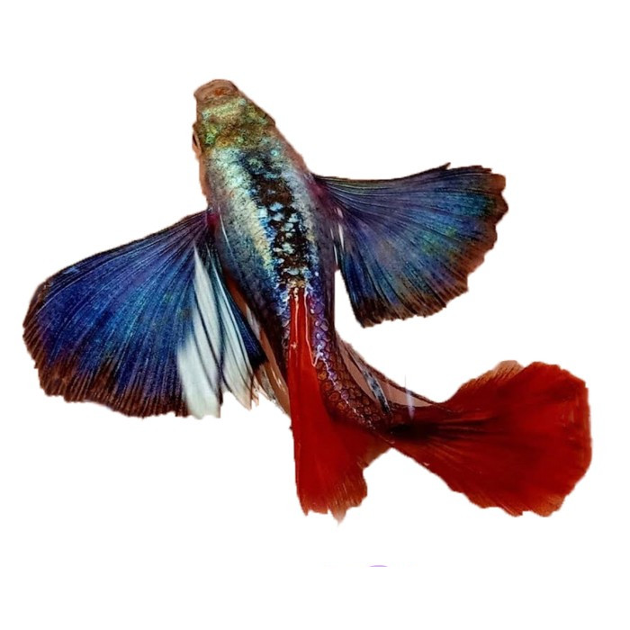 Jual Guppy Platinum Red Tail Dumbo - PRTDE / Ikan Hias Air Tawar | Shopee Indonesia