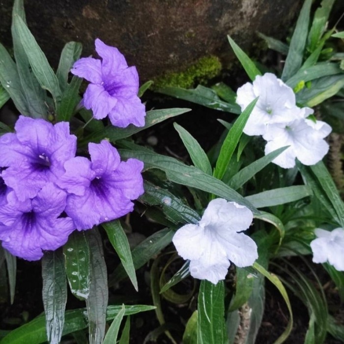 Jual tanaman rolia mini - pohon ruelia - bunga rawelia mini - rollia ...