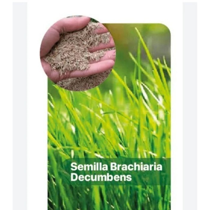 Jual Benih Biji Rumput Signal Pakan Ternak 250gram-Benih Rumput-Biji ...