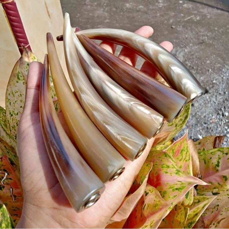 Jual Once Pipa Pipo Tanduk Kerbau Bule Superan Panjang Harga Murah ...