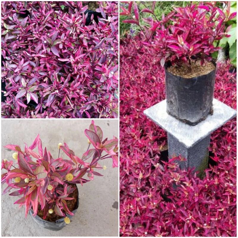 Jual Tanaman Hias Kuncir Merah Erpah - Daun Merah Menyala Unik ...