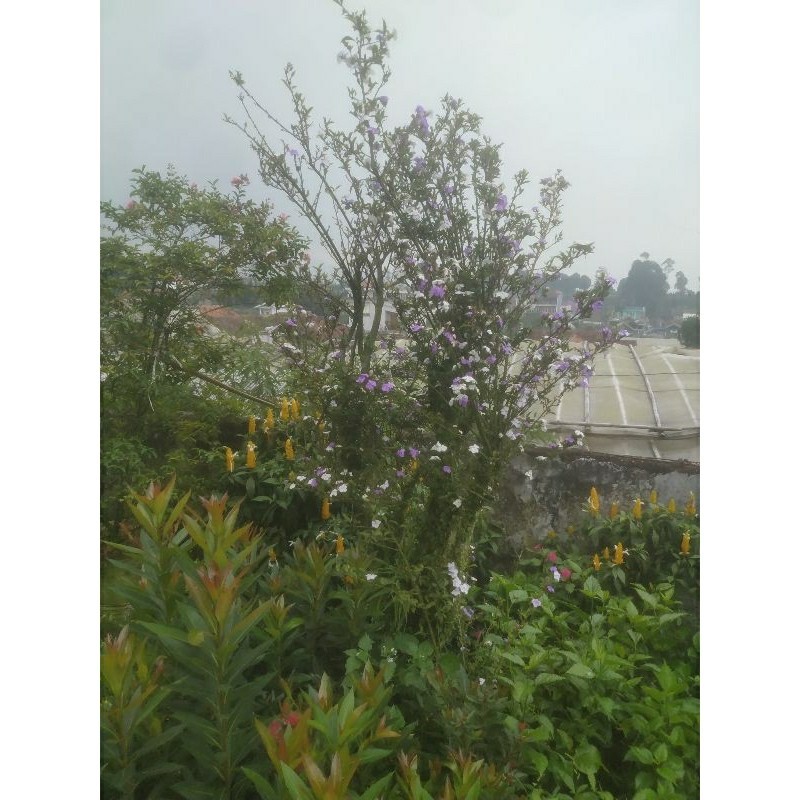 Jual Melati Costa Matamori Besar 1,5 meter | Shopee Indonesia