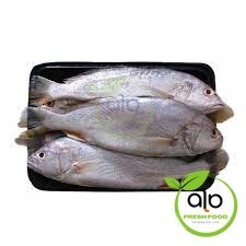 Jual Ikan Gulama / Ikan Samge / Ikan Kepala Batu 500gr Segar - BEST ...