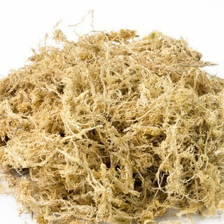 Jual Media Spagnum Moss - Media Tanam Anggrek Moss Putih spaghnum ...