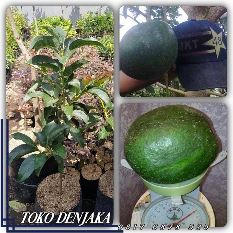Jual ALPUKAT MARKUS Tinggi 80- 1 Meter (Gratis Ongkir Seluruh Pulau ...