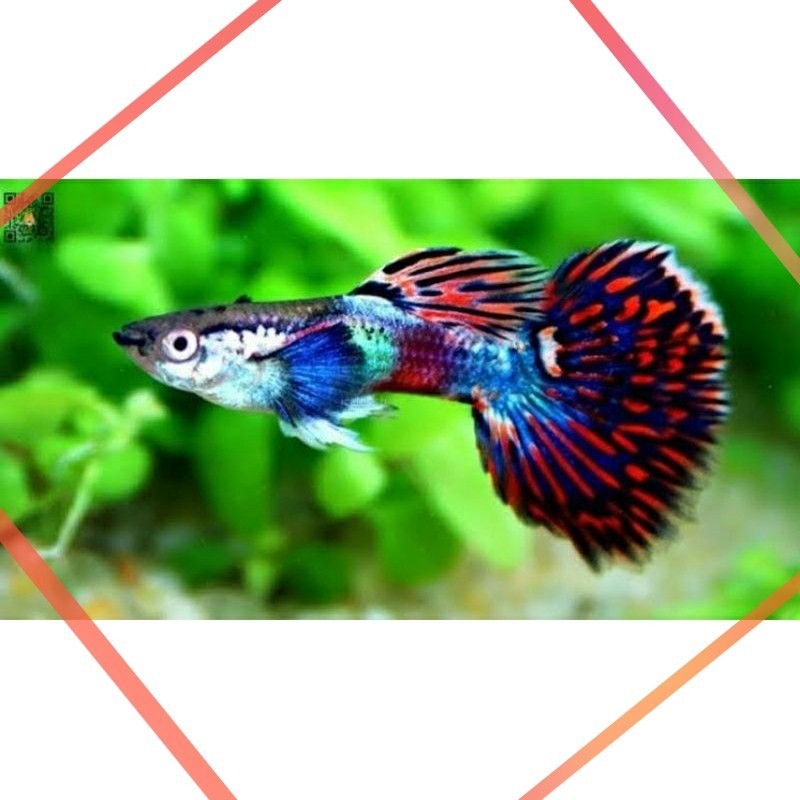 Jual hias tanaman ikan hias guppy dragon / ikan gupy tuxedo koi / ikan ...