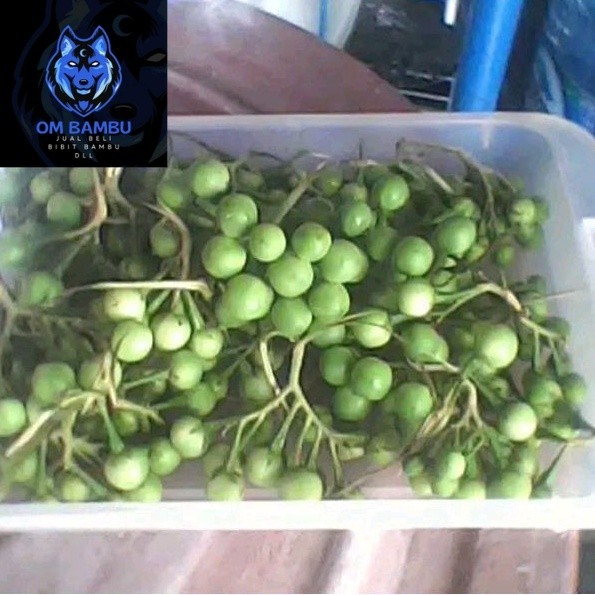 Jual Buah Cepokak atau Takokak Segar 500 gram | Shopee Indonesia