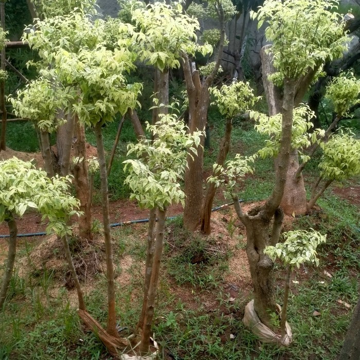 Jual pohon bonsai anting putri | Shopee Indonesia