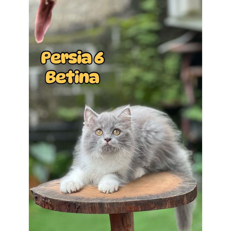 Jual Kucing Persia Anggora Himalaya Ragdoll Peaknose British shorthair ...