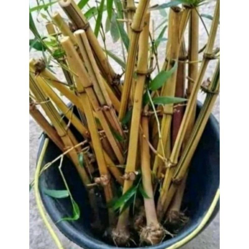Jual bibit bambu kuning setek batang bambu kuning berbonggol | Shopee ...