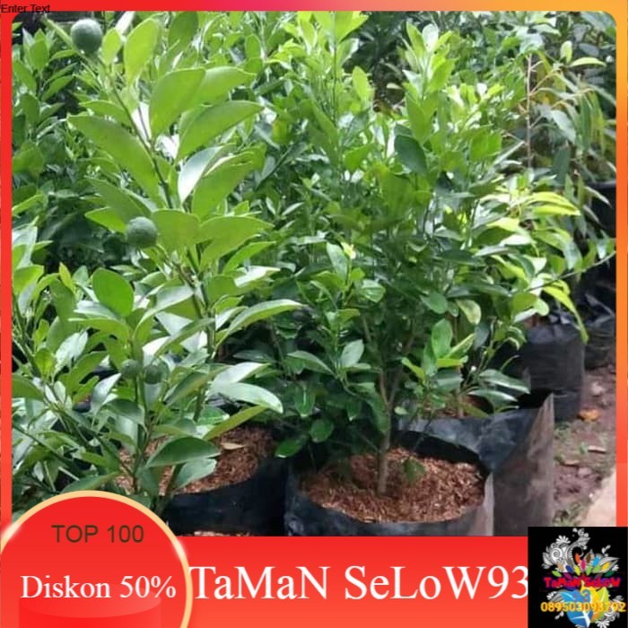 Jual pohon jeruk limo okulasi | Shopee Indonesia