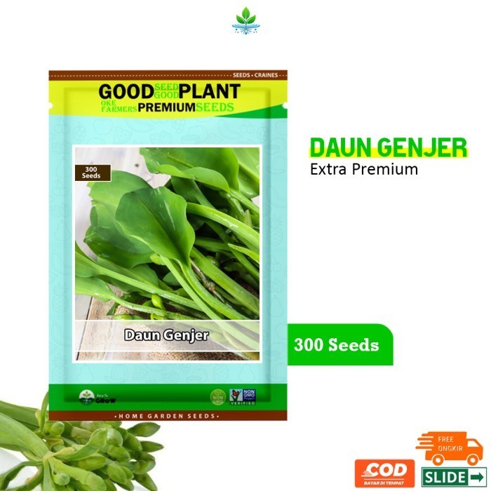 Jual Extra Premium - 300 Biji Benih Bibit Daun Genjer Gendot Sawah F1 ...