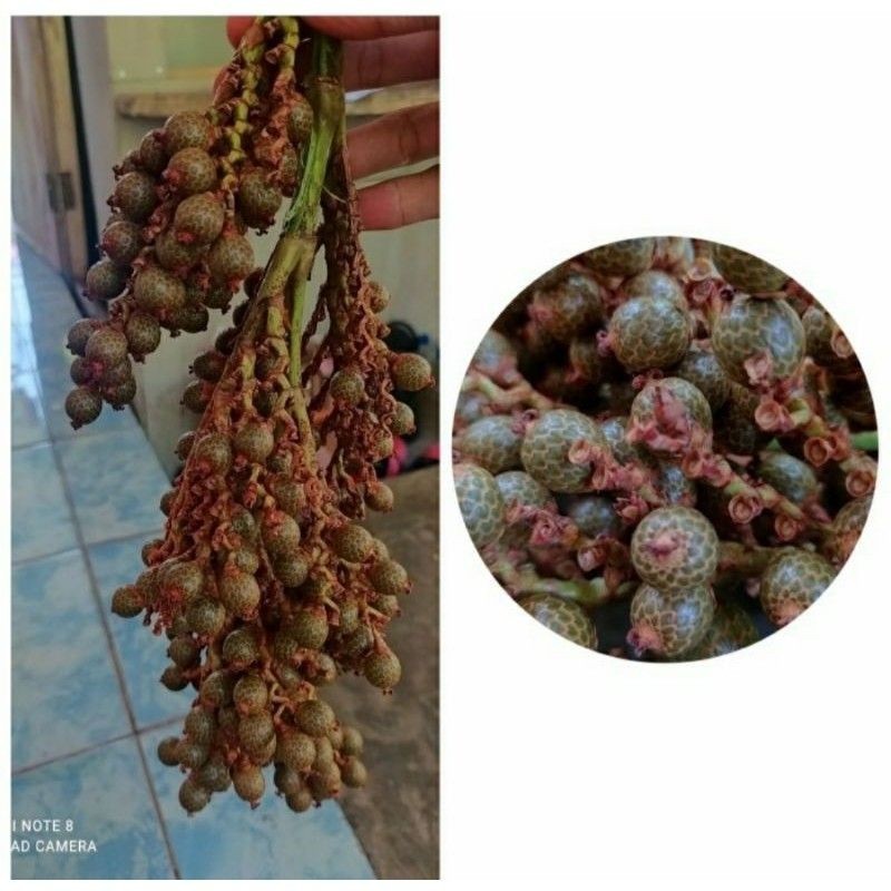 Jual Promo 1 KG BUAH JERNANG / BUAH HOE / BUAH ROTAN SEGAR | Shopee ...