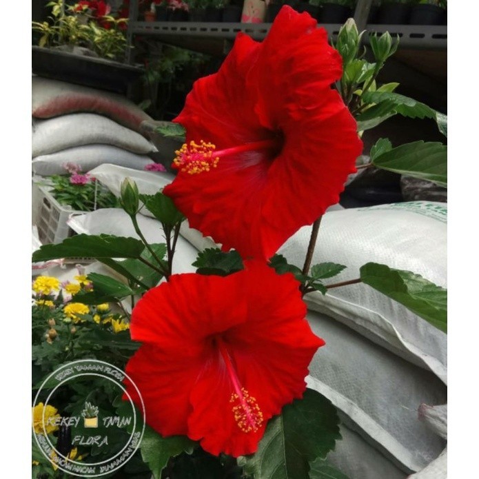 Jual Tanaman Hias Kembang Bunga Sepatu Bunga Merah - Pohon Kembang ...