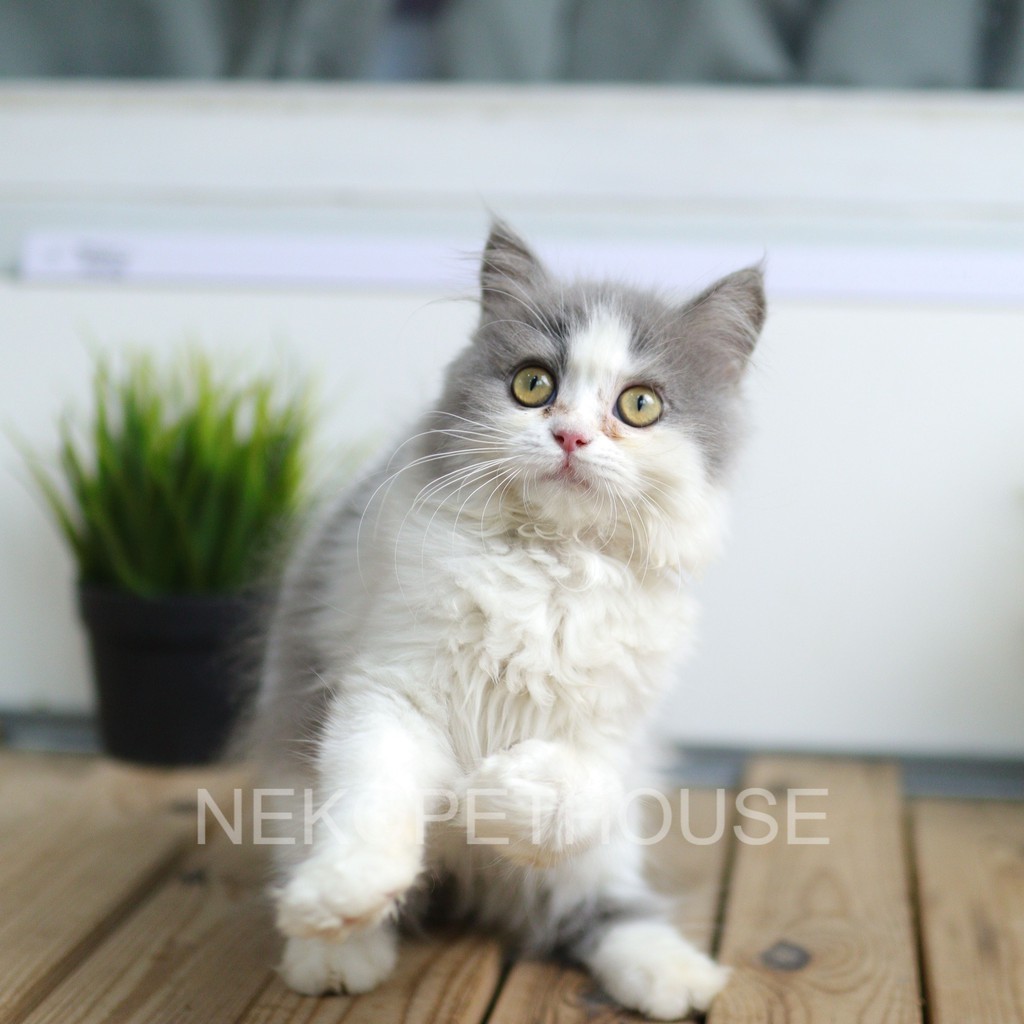 Jual Kucing Persia Medium Flatnose Peaknose dll | Shopee Indonesia