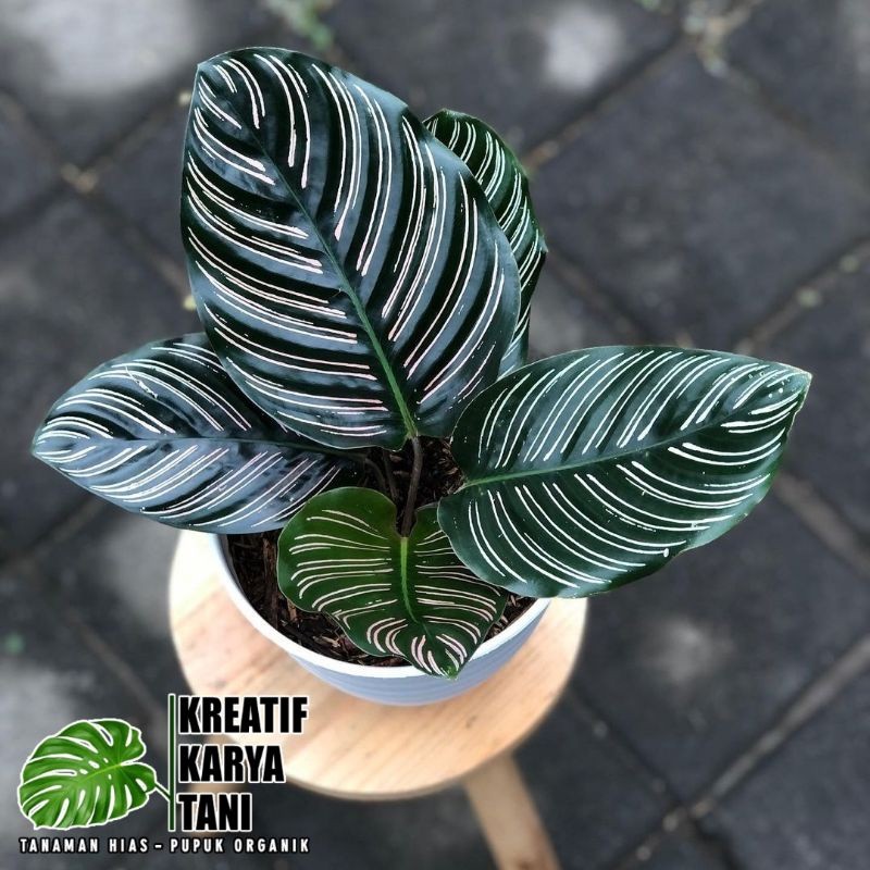 Jual ( BISA BAYAR DI TEMPAT ) Tanaman Hias Calathea Ornata - Calatea ...
