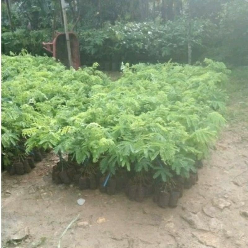 Jual Paket 10 Bibit Kayu Sengon / Solomon Unggulan Paket 10 / pohon ...