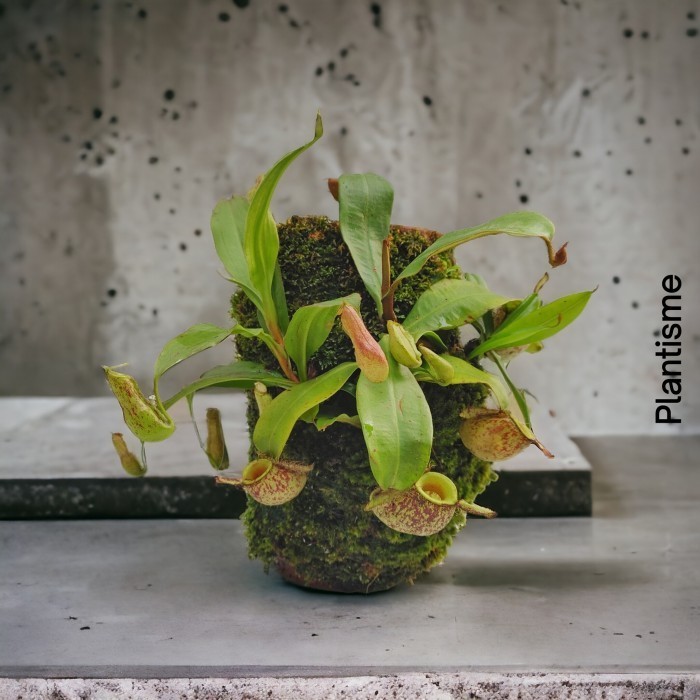 Jual Terrabase Nepenthes Collection Mix 4 Jenis | Shopee Indonesia