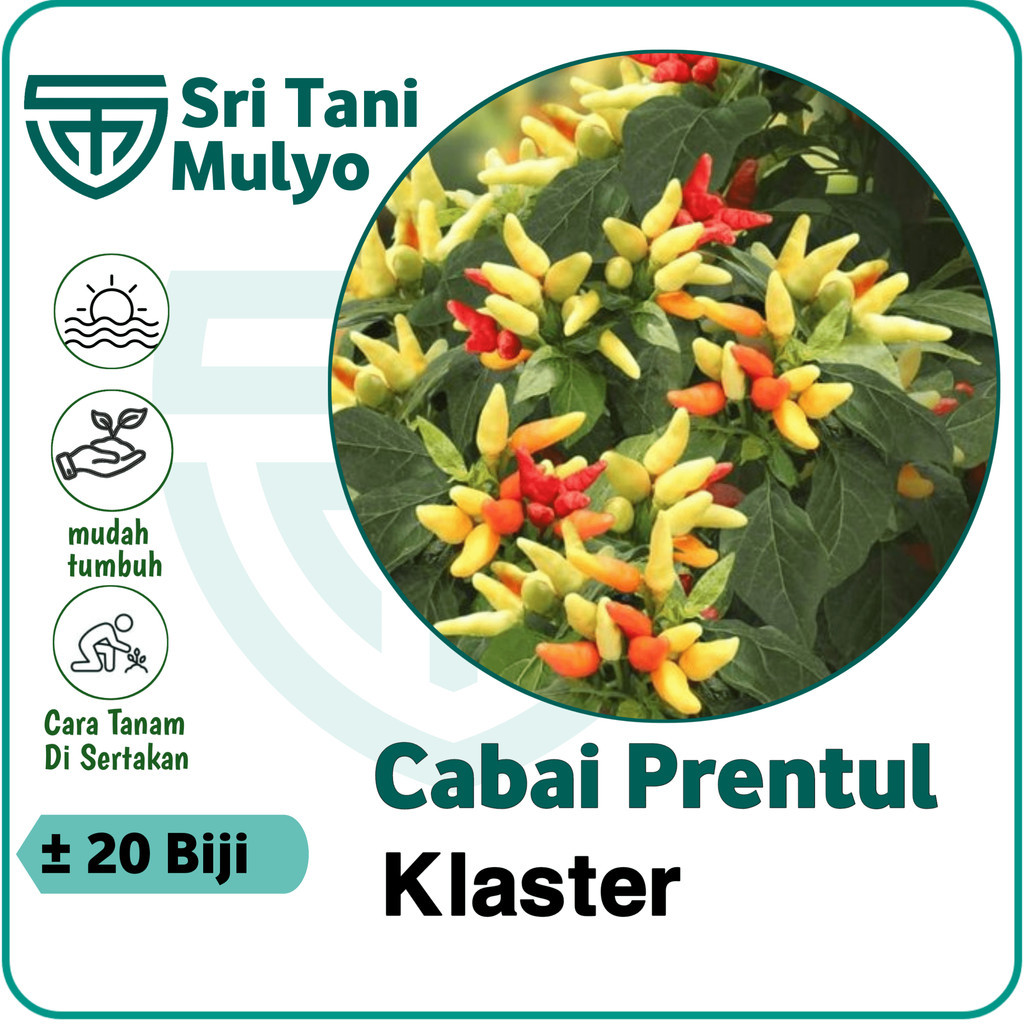 Jual 20 Biji - Benih Cabai Unik PRENTUL KLASTER - Bibit Cabe Gerombol ...