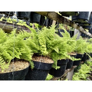 Jual Tanaman Daun PAKIS EMBUN - Tanaman Hias Hidup Pakis Embun Sangat ...