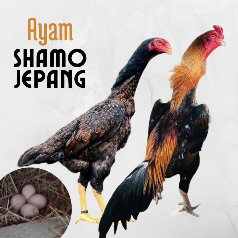 Jual telur ayam shamo jepang ori petarung bisa untuk di tetaskan ...