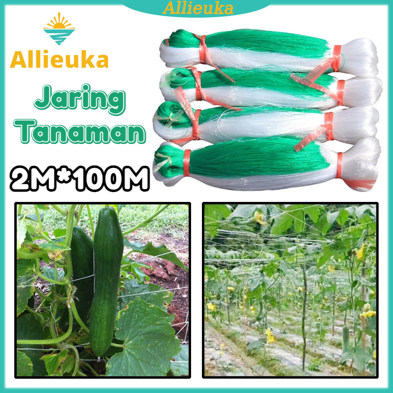 Jual Allieuka Jaring Rambatan Tanaman Buah Merambat Plant Climbing Net 2M X 100M | Shopee Indonesia