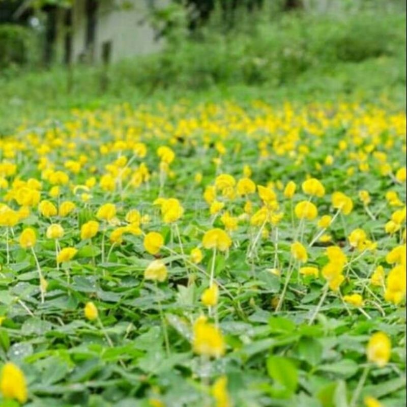 Jual tanaman kacang kacangan / landap / aracis pinto TERLARIS | Shopee ...