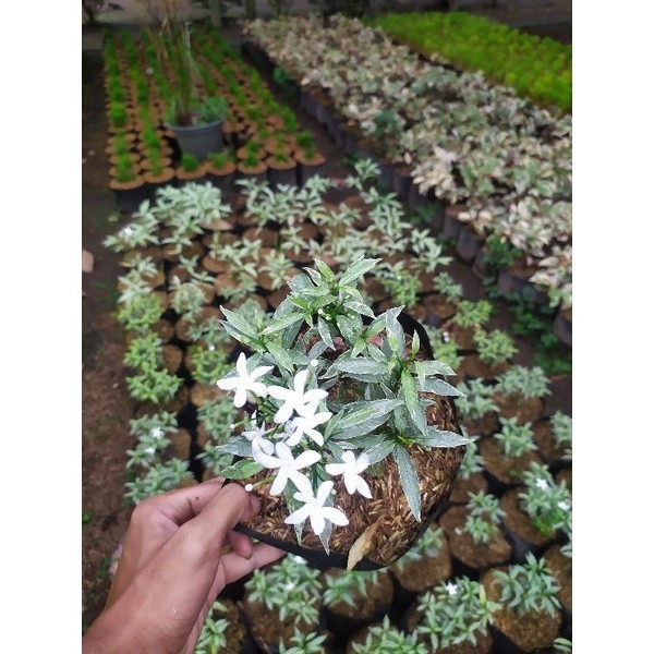 Jual Tanaman Hias Rombusa Putih Salju Bunga Outdoor Cantik mewah ...