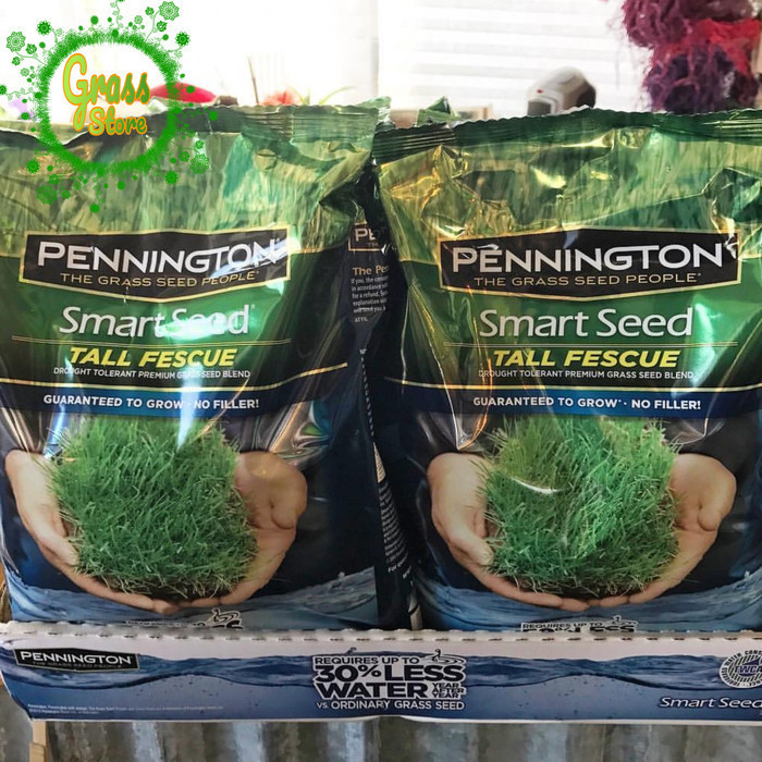 Jual benih rumput jepang 1Kg/biji rumput jepang smart seed PREMIUM ...