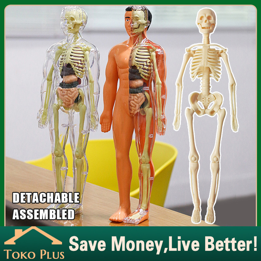 Jual Human Body Anatomy Torso Model Mainan Dokter organ tubuh manusia Human body torso Alat ...