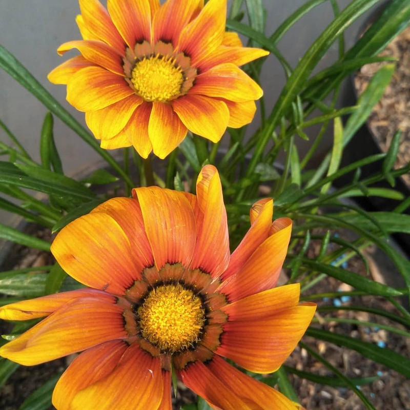 Jual Tanaman Hias Bunga GAZANIA Berbunga - Tanaman Pohon Bunga Hias ...