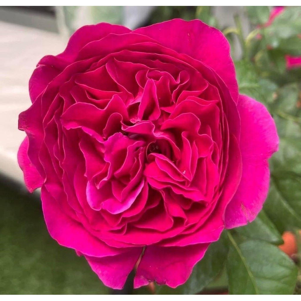 Jual Tanaman Hidup Bunga Mawar KATE ROSE Berbunga Wangi & Bergaransi ...