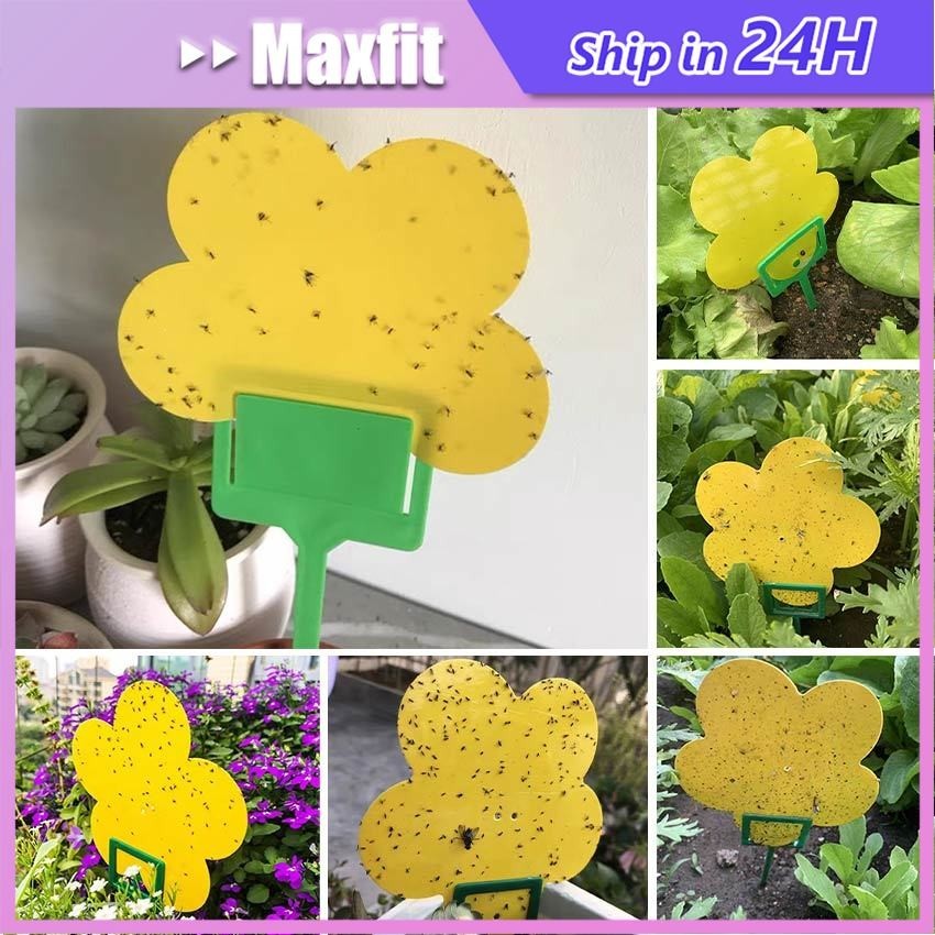 Jual 5/10Pcs Yellow Trap Perangkap Hama Lem Perekat Lalat Buah Likat ...