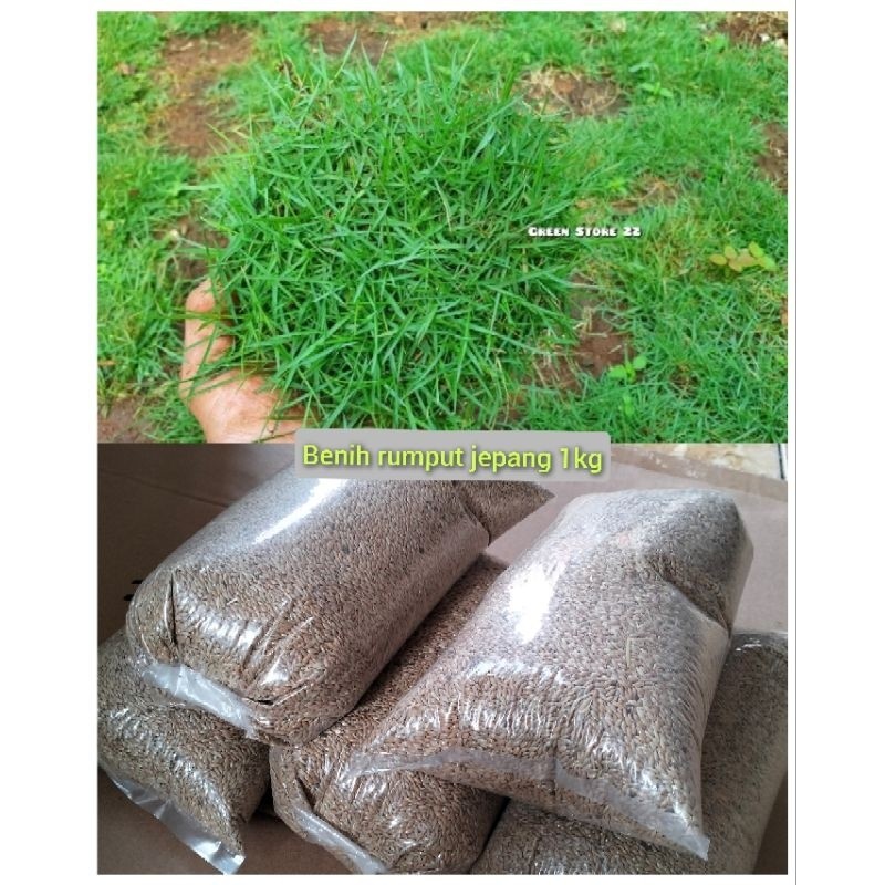 Jual benih rumput jepang 1kg | Shopee Indonesia