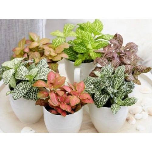 Jual Bibit bunga Fittonia murah - Tanaman Hias Bunga Fittonia - Tanaman ...