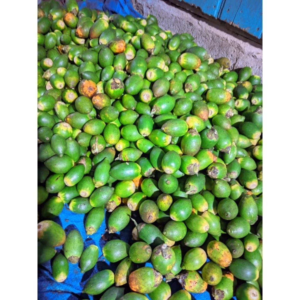 Jual BUAH PINANG MUDA 1 KG | Shopee Indonesia