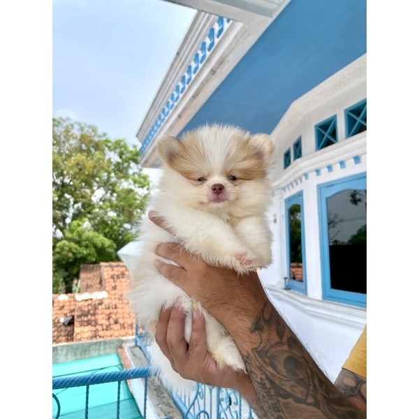 Jual Anakan Anjing Mini Pom Super Mini Pom Jantan Betina Lucu | Shopee ...