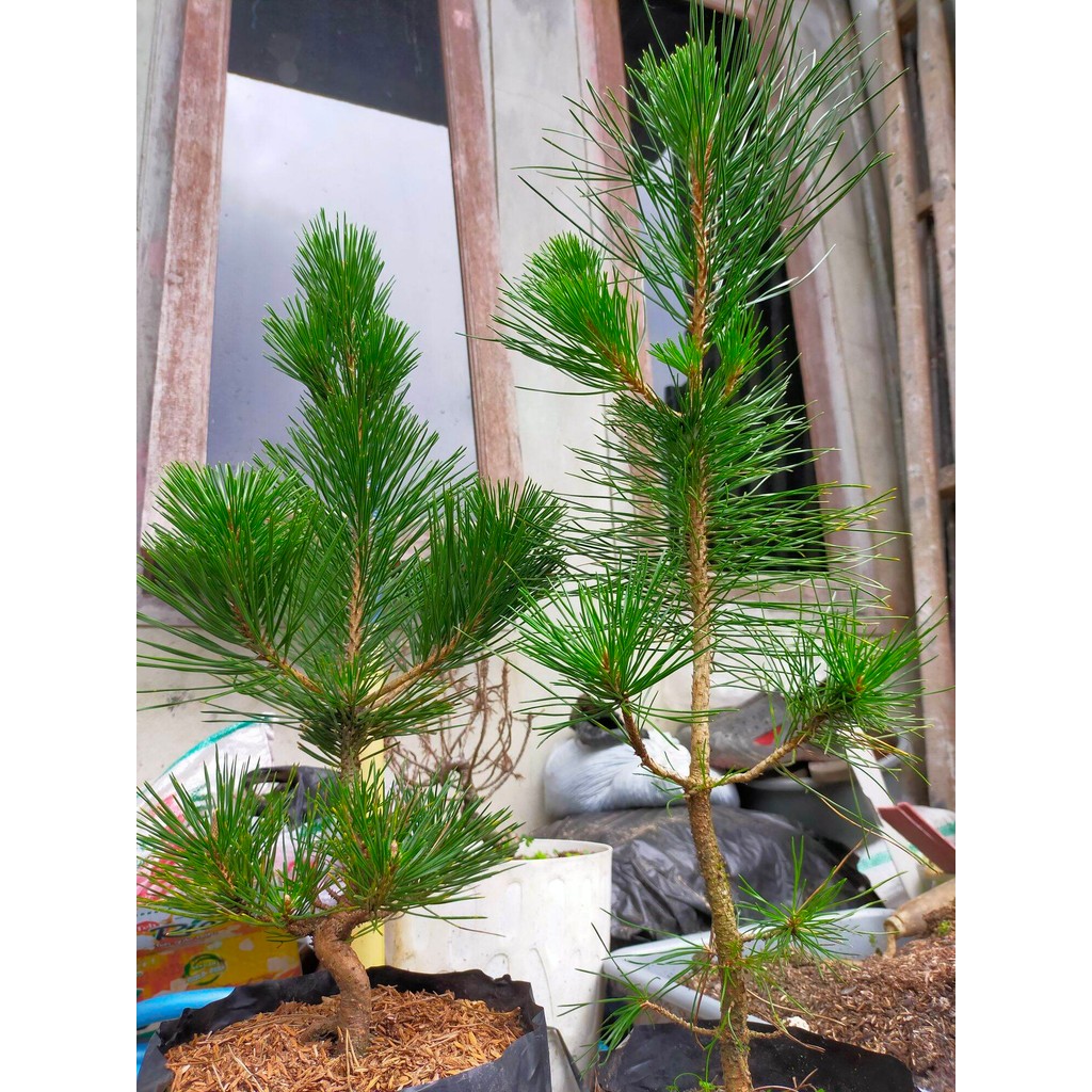 Jual Pohon Japanese Black Pine Tanaman Hias Bonsai | Bibit Pinus Hitam ...