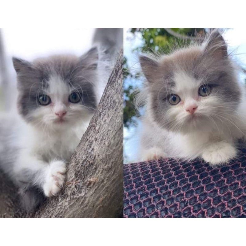 Jual Kitten Kucing Persia Flatnose Super Abu Putih Favorit Long Hair ...