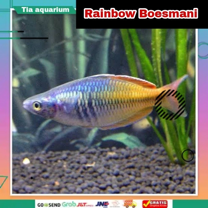 Jual Rainbow boesmani / ikan pelangi / hiasan aksesoris aquascape ...