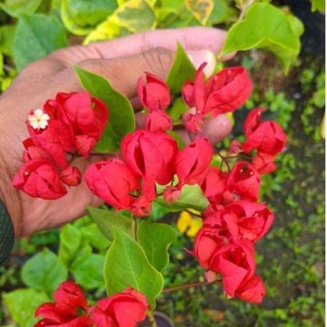 Jual Bibit Bougenville Anggur Merah Bugenvil Import Anggur Merah ...