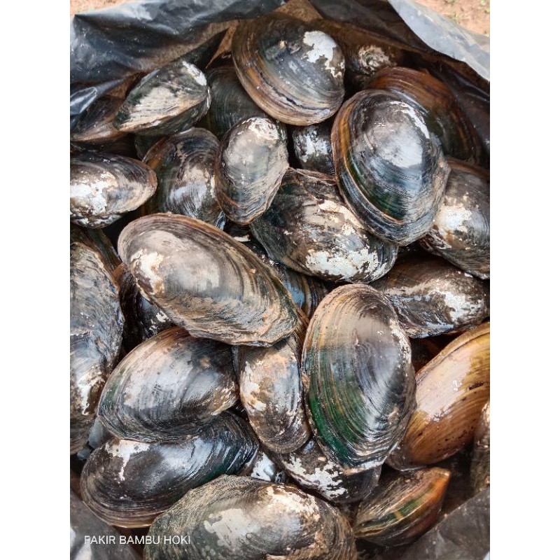 Jual KERANG SAWAH SIAP MASAK MENTAH DIKIRIM BESERTA CANGKANGNYA cod ...