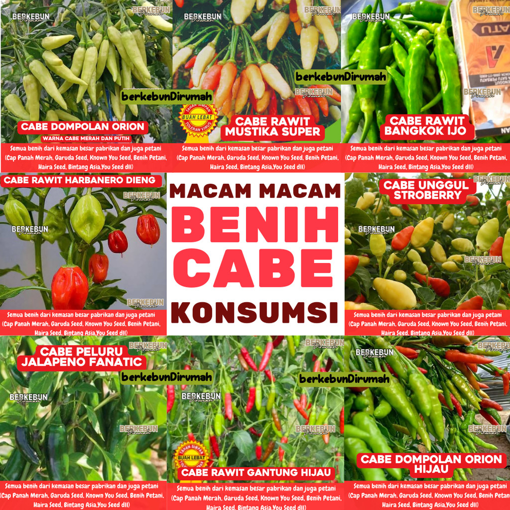 Jual Aneka Benih Cabe Cabean Konsumsi Terlengkap Cabe merah Hijau ...